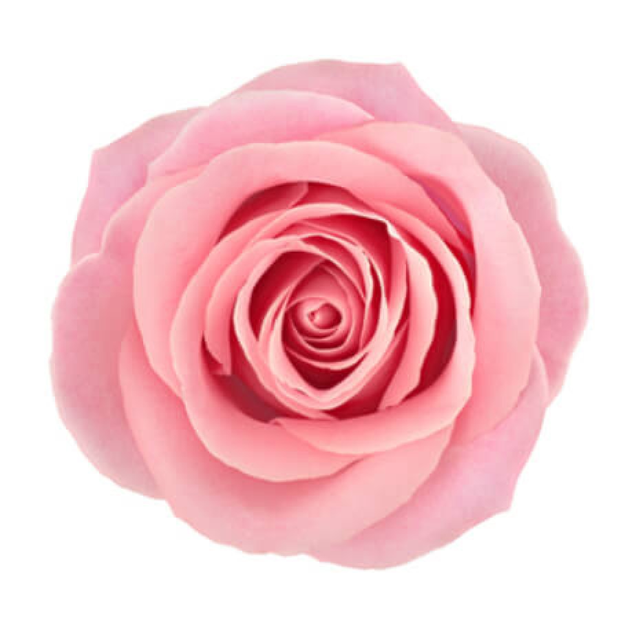 Rosa Ros - Floristen skapar - Florister i Sverige.